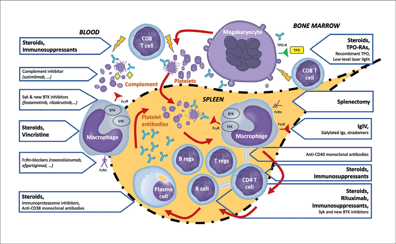 Primary immune thrombocytopenia in adults: Belgian recommendations for ... Primary immune thrombocytopenia in adults: Belgian recommendations for ...