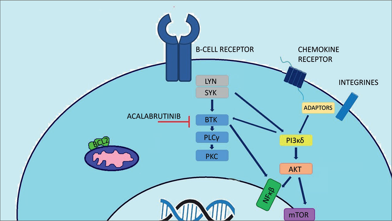 Acalabrutinib, a next-generation Bruton’s tyrosine kinase inhibitor - BJH Acalabrutinib, a next-generation Bruton’s tyrosine kinase inhibitor - BJH